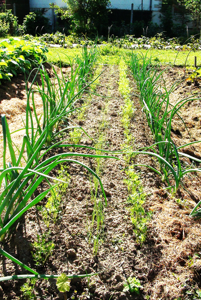 Le potager familial bio: Comment cultiver les carottes au jardin ...