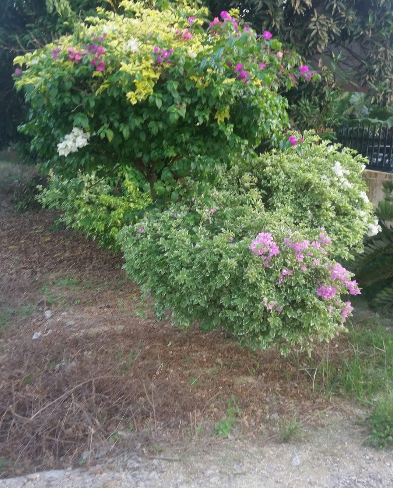 Warisan Petani: Pokok Bunga Kertas.