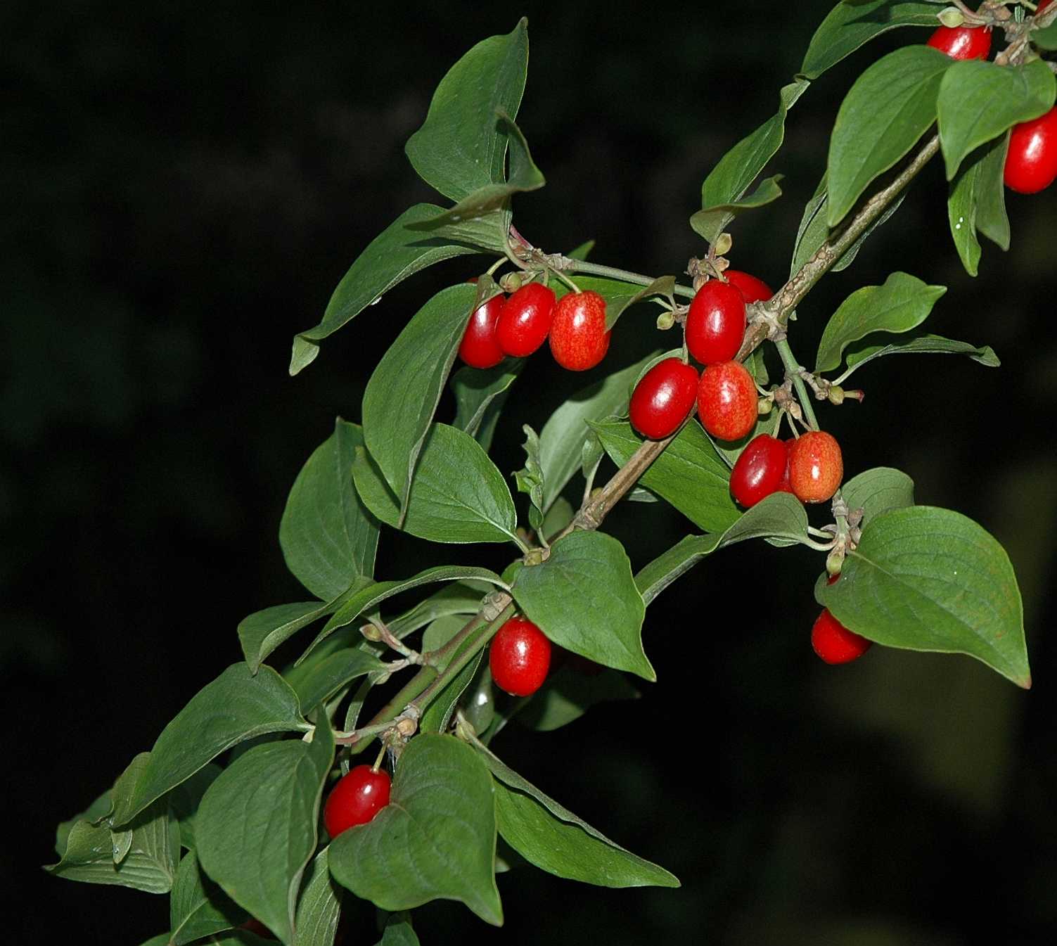 Medicina naturii: Arbusti