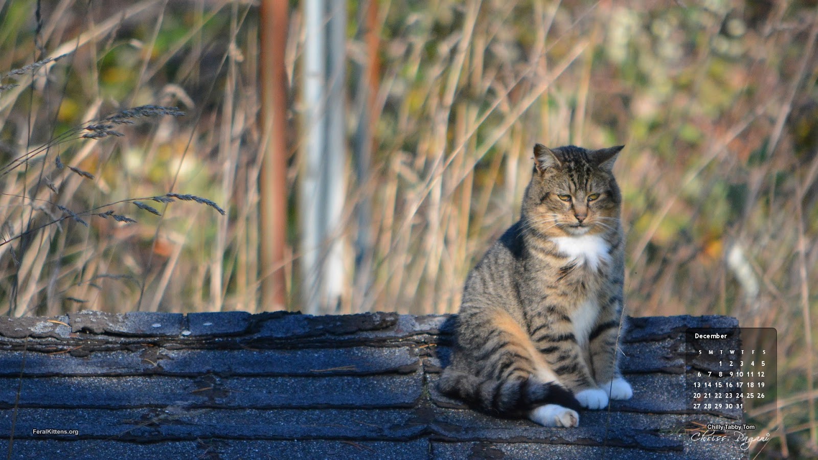 December Cat of the Month Calendar Wallpaper Chilly Tabby Tom