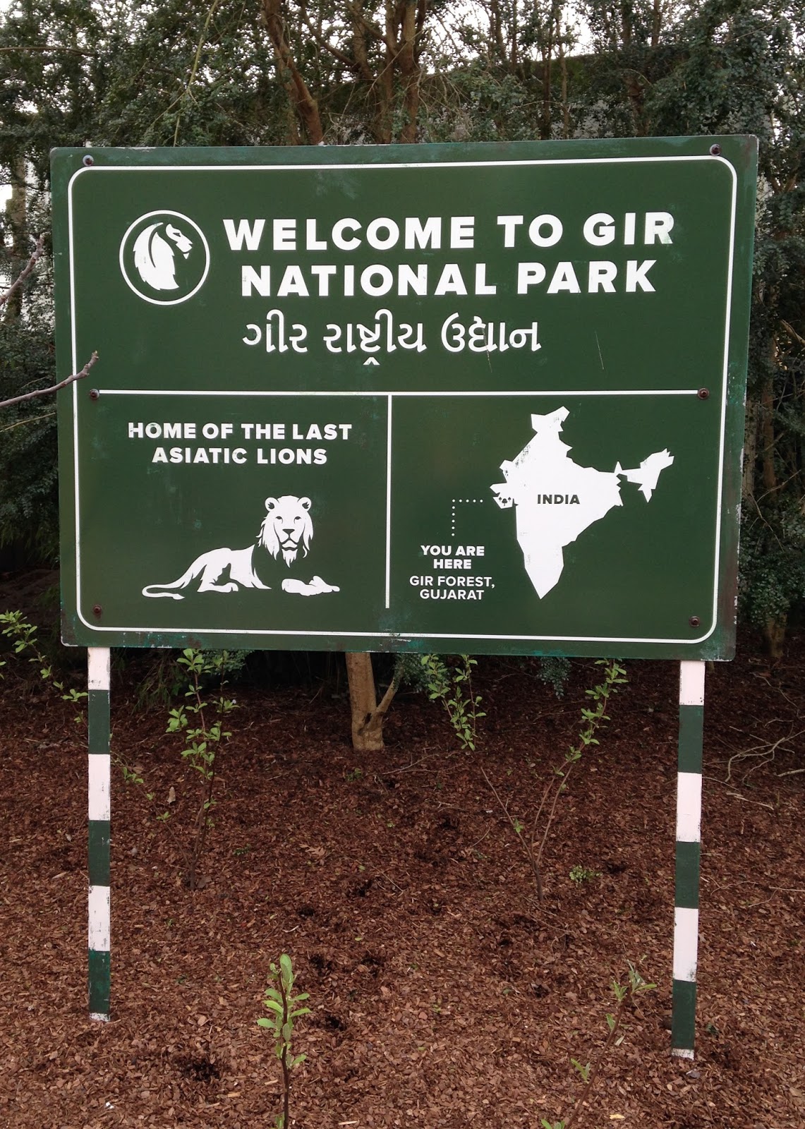 W1Mum: Land of the Lions - London Zoo