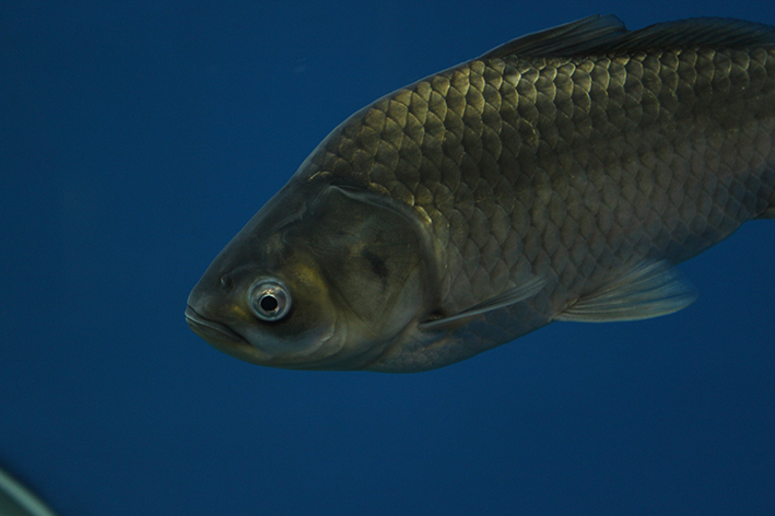 Zoos in Japan: Lake Biwa Museum