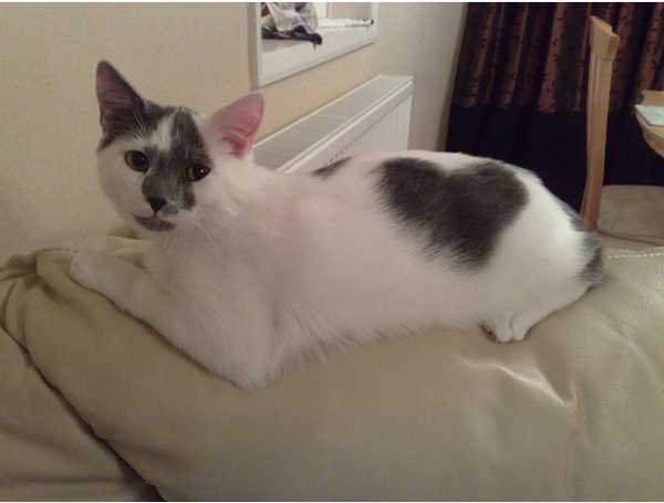 It's a Daily Meow: 15 Cute cat with fur heart pictures