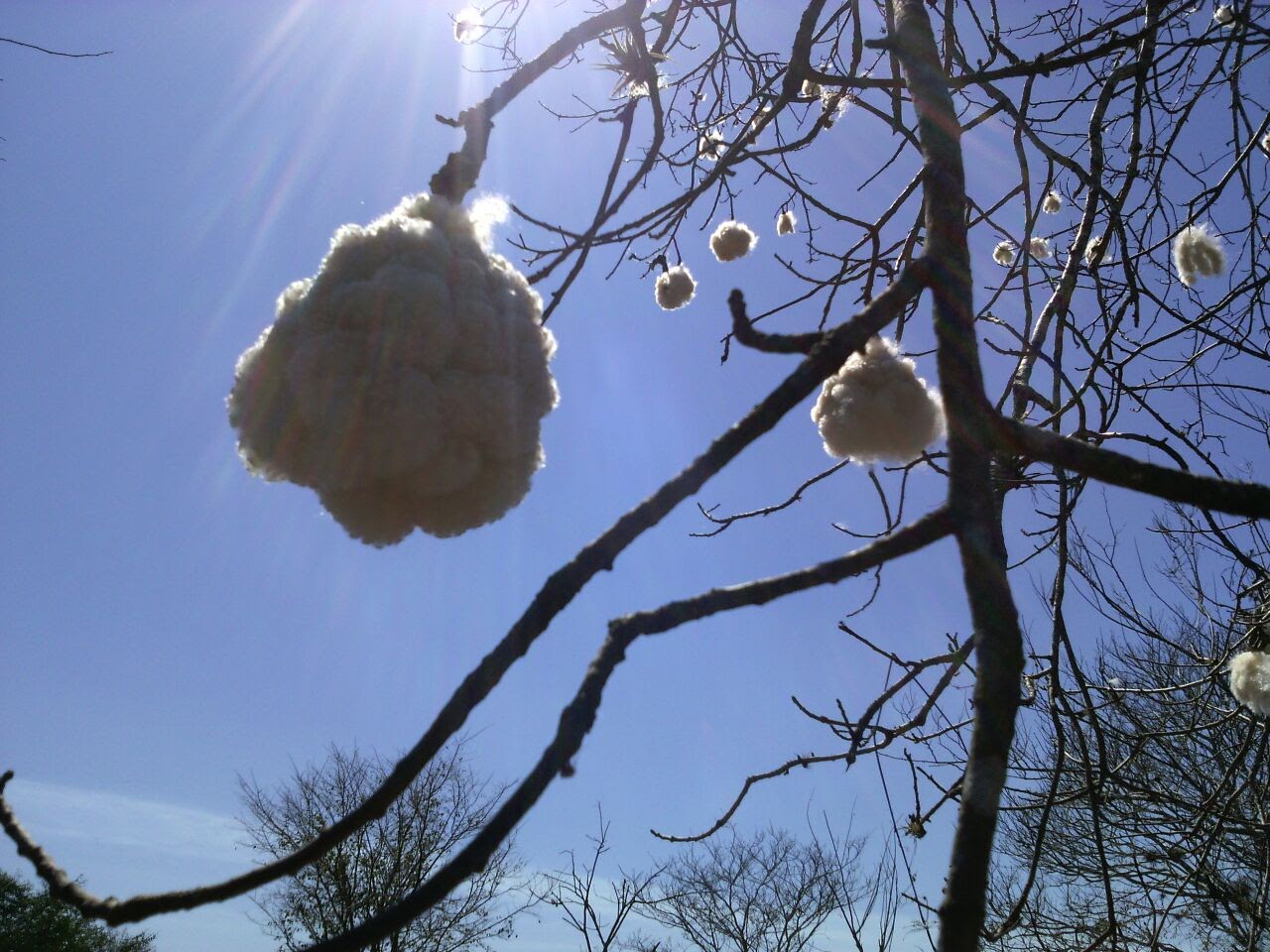 Angostillo, Veracruz, México: Árbol de pochota, pochote o ceiba (Ceiba ...
