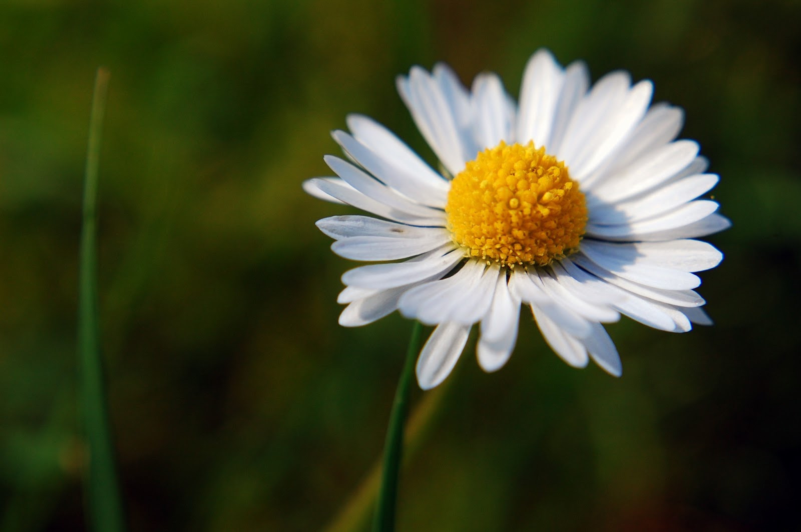 Imagens pra ver: Fotos de margaridas