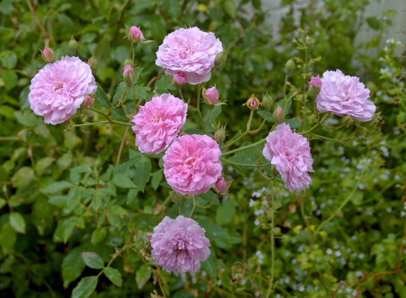 Organic Garden Dreams: August Roses