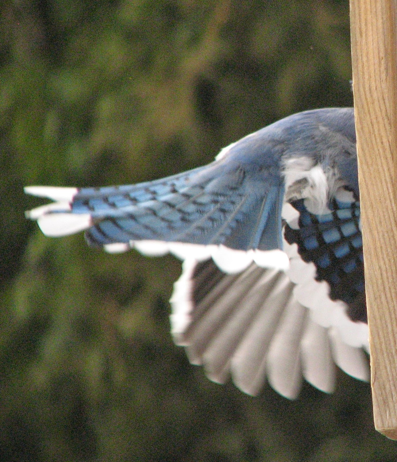 South Burlington birds: I got the blues Blue Jay photos | Litter with a ...