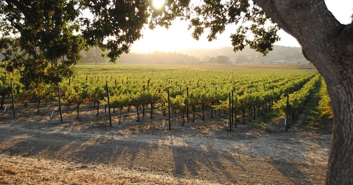 Top 5 Wineries in Paso Robles To Find Your Happy Place