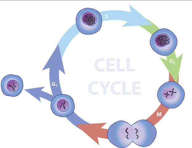 Siklus Sel Eukariotik ~ Scientists Biology