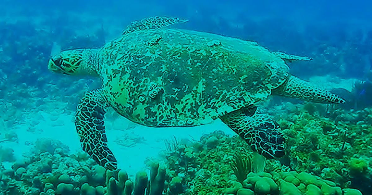 Aqua Action Blog: Turtle with a long tail!
