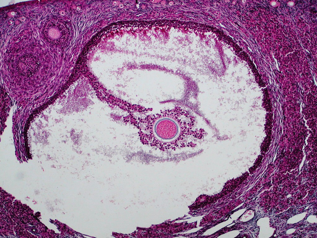 SOS BIOLOGIA CELULAR Y TISULAR: OVARIO. FOLÍCULO