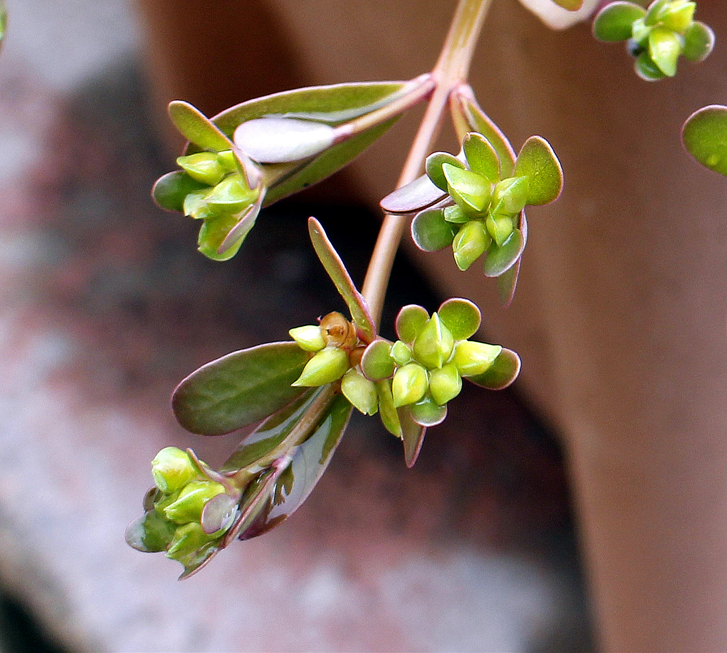 Hasil Hunting Foto Macro Bunga Hari Ini - WEB | LOVEHEAVEN 07