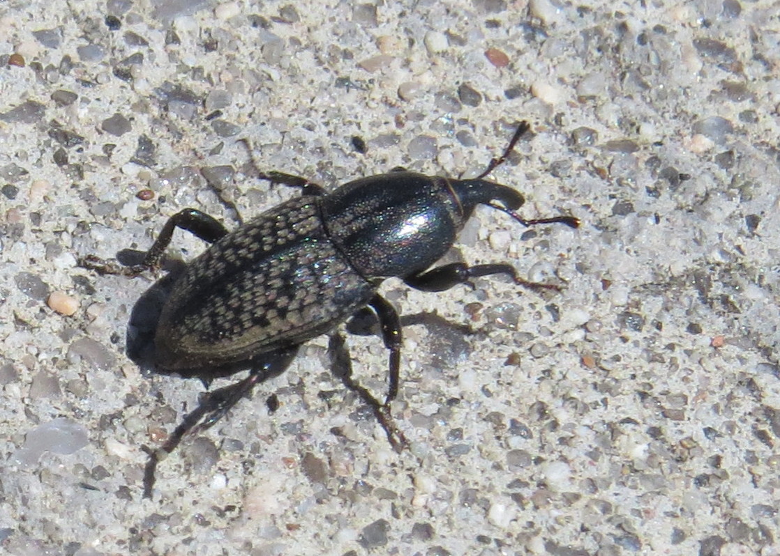 Bug Eric: Take a "Sidewalk Safari"