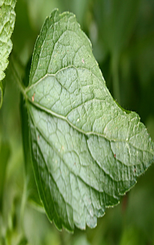 10 Manfaat Hebat Tanaman Bandotan | Sehat Alami