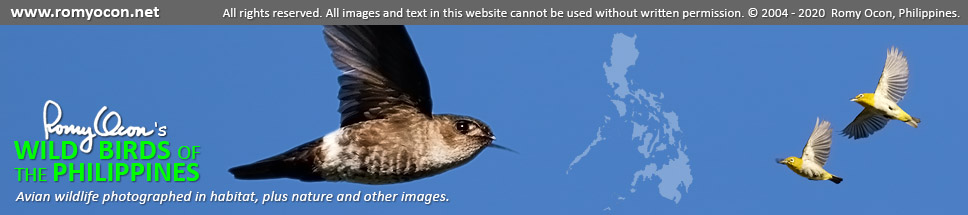 Romy Ocon's Wild Birds of the Philippines: Portrait of a White-throated ...
