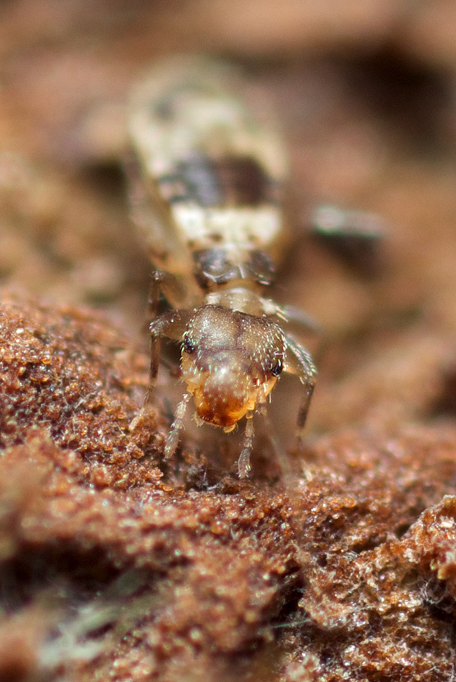 ムシをデザインしたのはダレ？: コナチャタテ科 Liposcelis sp.