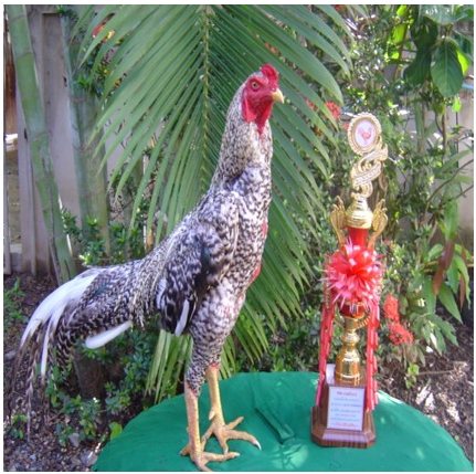 Rahasia Membuat Stamina Super pada Ayam Aduan | Ayam Juara