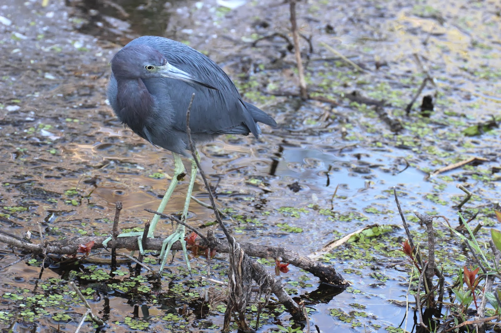 Cannundrums: Little Blue Heron