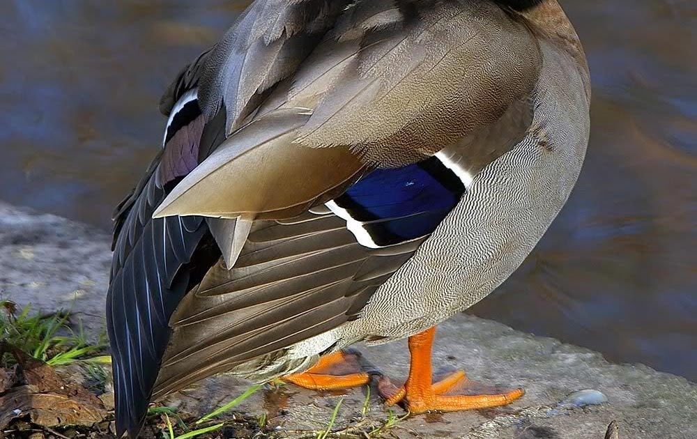 Autism Experience: Like Water Off A Duck's Back