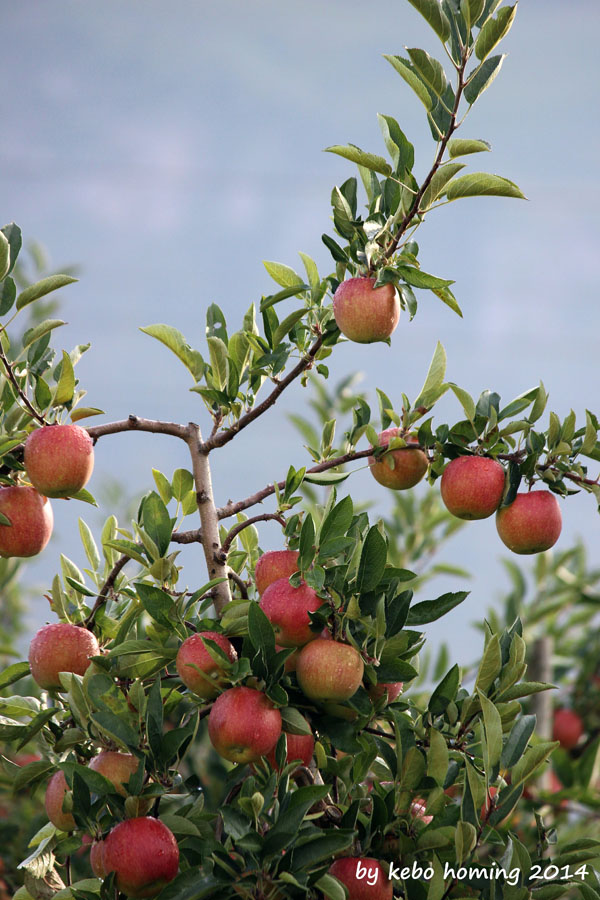 kebo homing - der Südtiroler Food- und Lifestyleblog : Der Blick... auf ...
