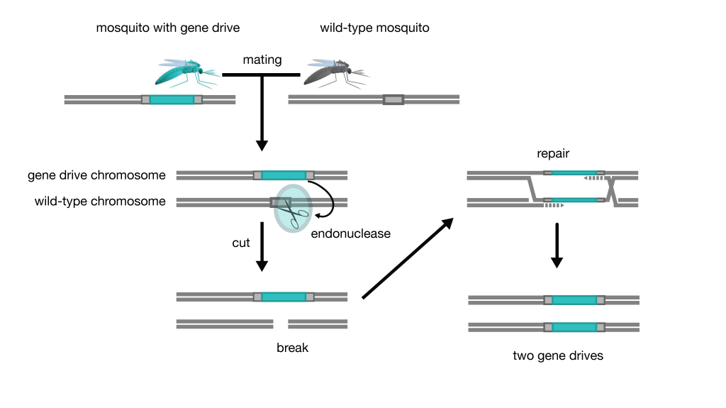Gene drive one of many ways to prevent ocean suffocation Doomsday ...