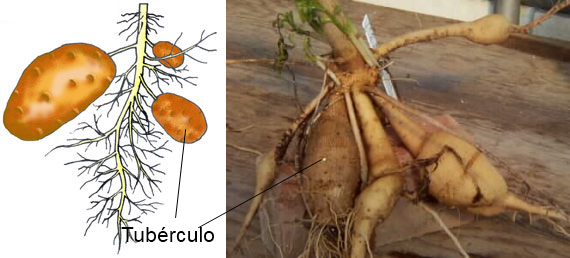 Biología y Geología 2º ESO: Funciones de reproducción I: generalidades ...