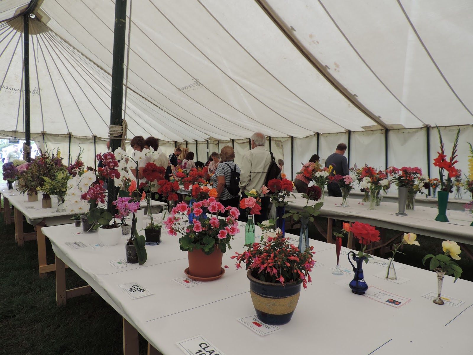 Photographic Allsorts: Floral Exhibits at the Portishead Flower Show ...