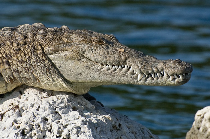 Ramree Island - The home of horrific crocodiles ~ Amazing World Reality ...