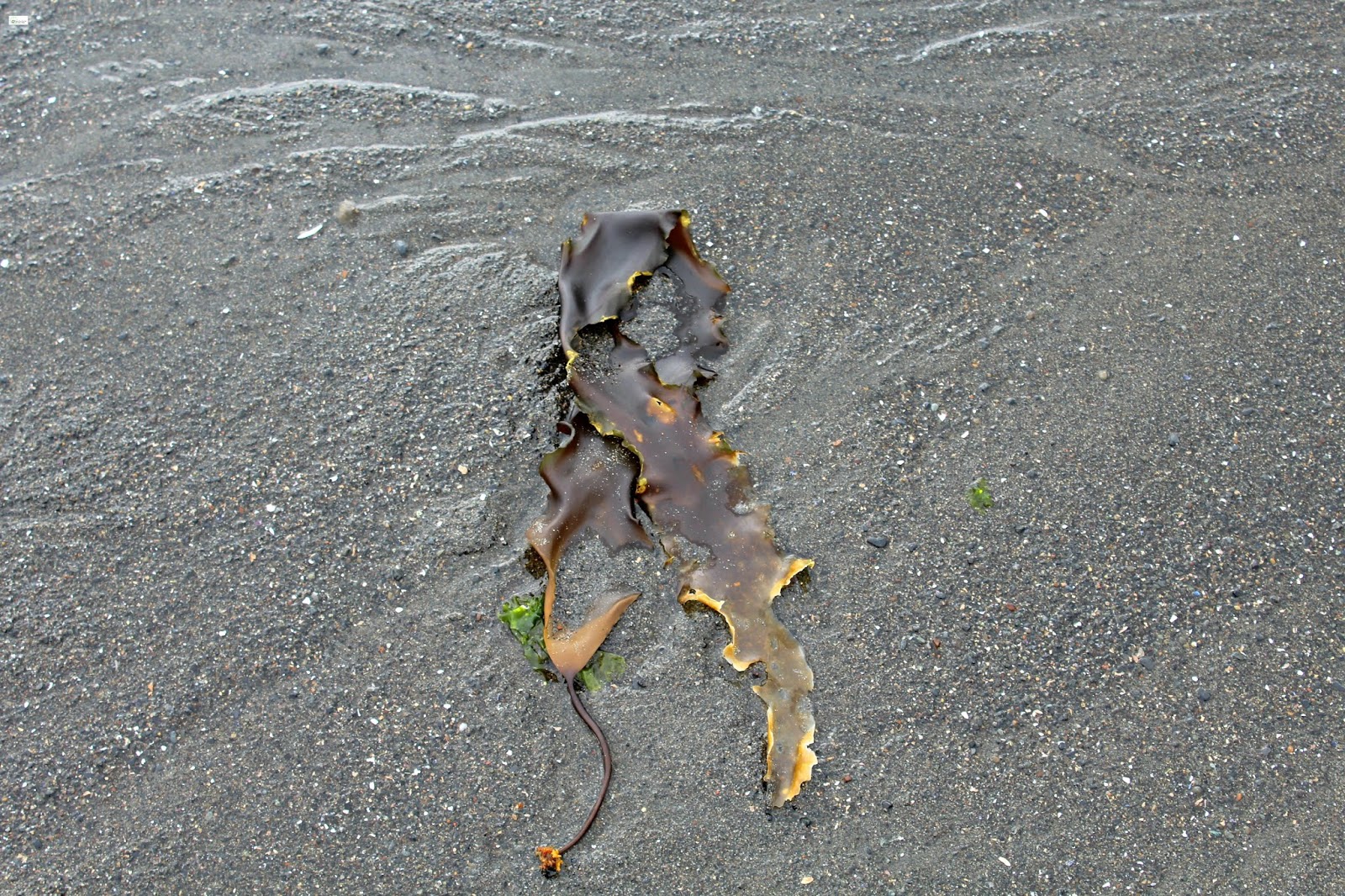 Bishop's Beach // Homer, Alaska | Caravan Sonnet
