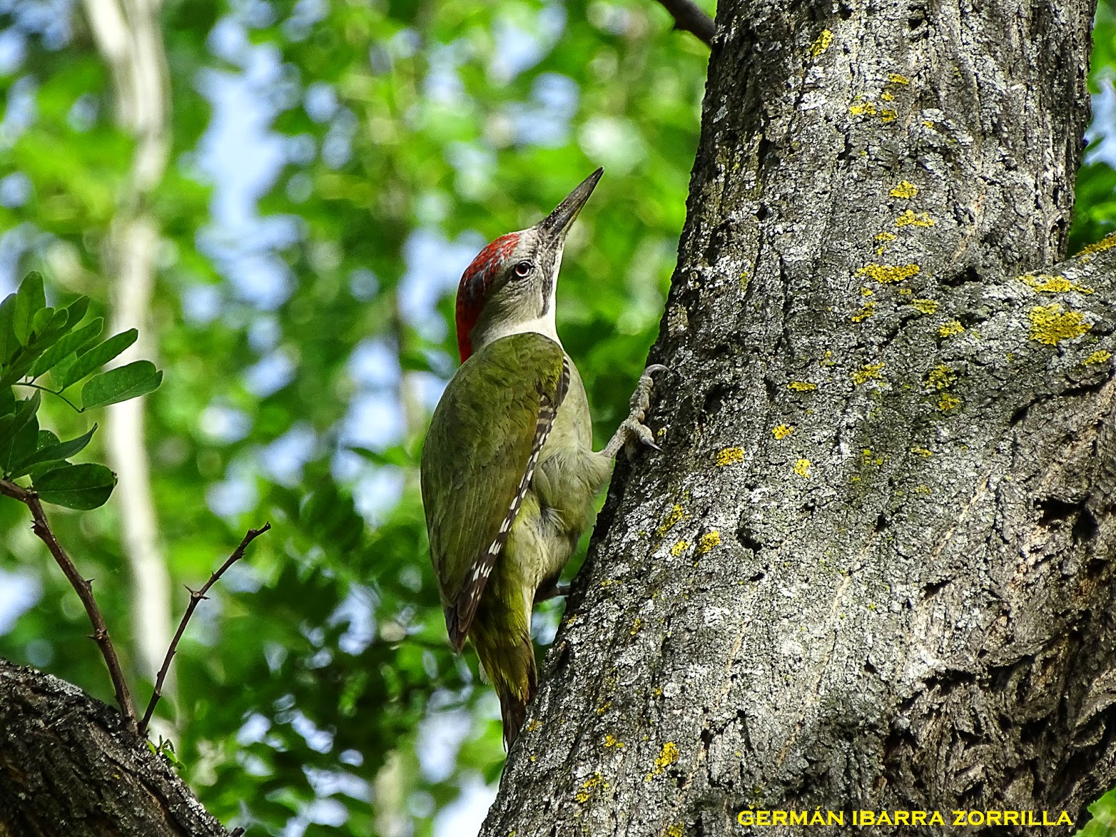 FAUNA COMPACTA el blog de Germán Ibarra Zorrilla: Pito real ibérico ...