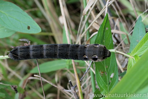 Rupsen en geen rupsen