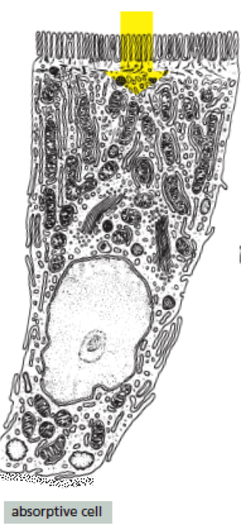 Sala BioQuímica: Procariotos e Eucariotos. Organelas e diferenciação ...