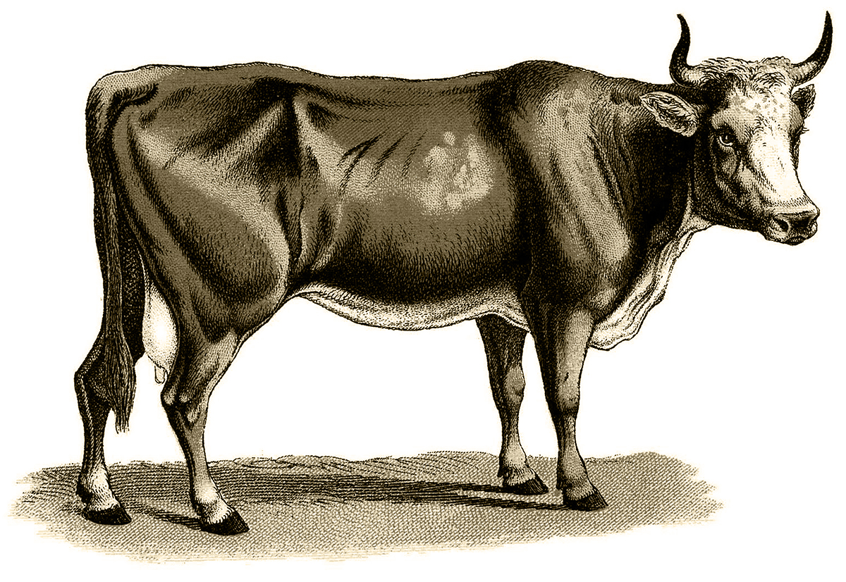 1000+ images about The Vintage Cows on Pinterest | Cow illustration ...