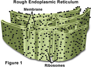 Sophomore AP Biology: Endoplasmic Reticulum, Rough and Smooth.