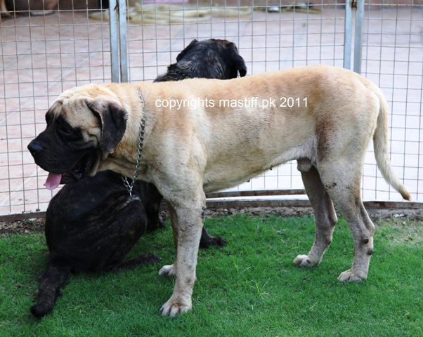 mastiff.pk: Our English Mastiffs