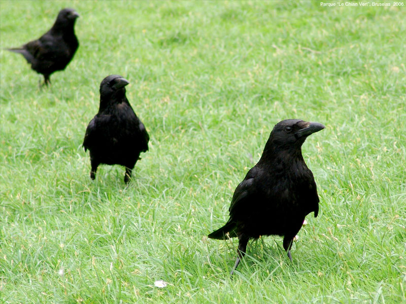 Imagenes de cuervos - Imagui