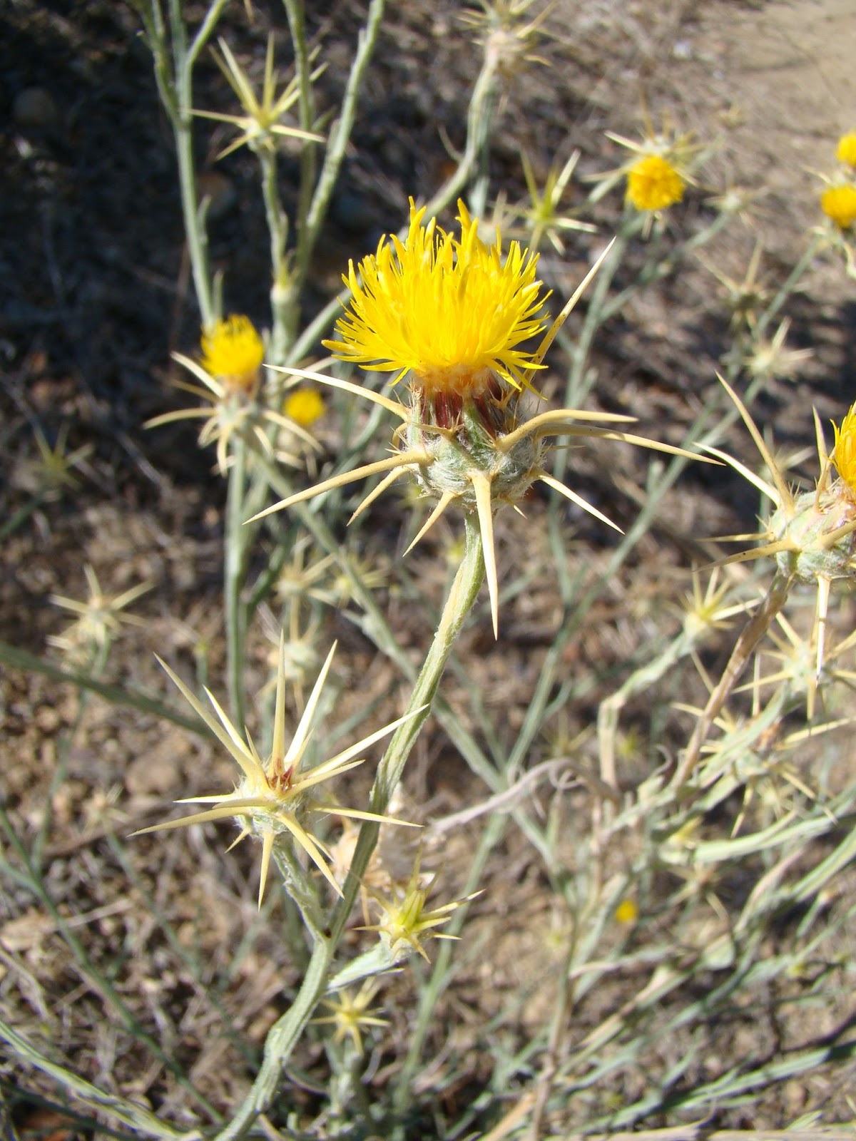 Leaves of Plants: Yellow Star Thistle