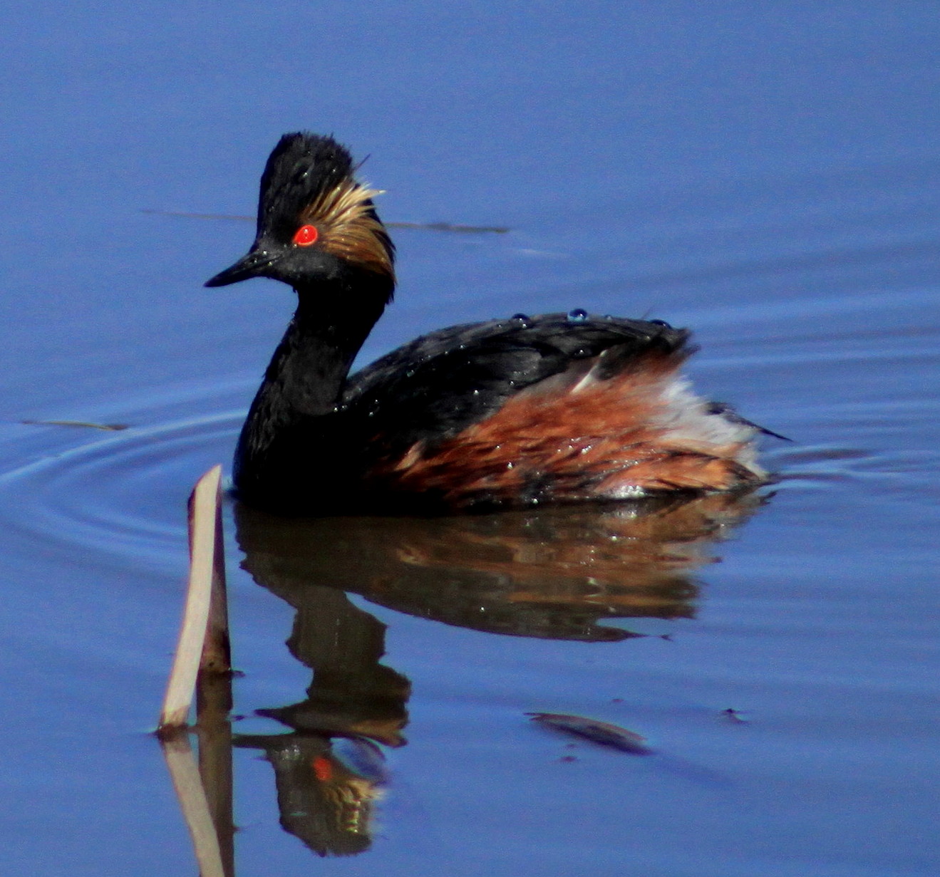 Still Life With Birder: Eared Grebes