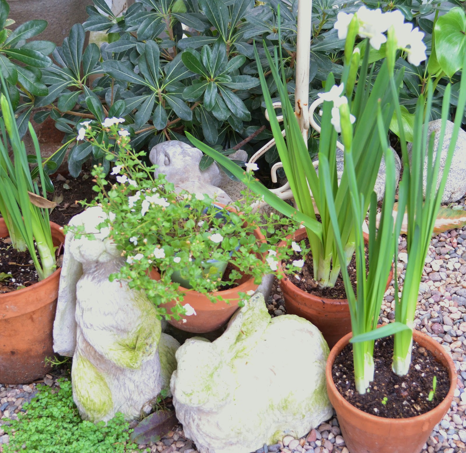 My Painted Garden: Winter White In My Garden