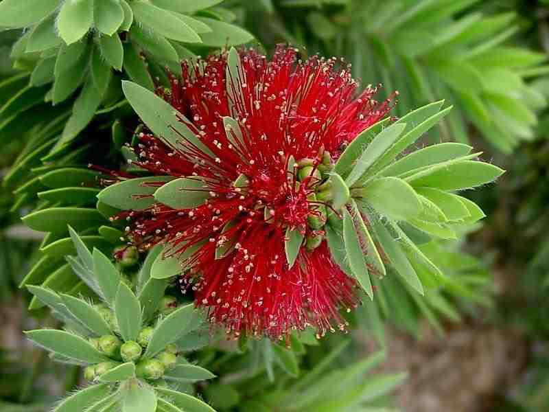 Trees Planet: Callistemon viminalis – Weeping Bottlebrush