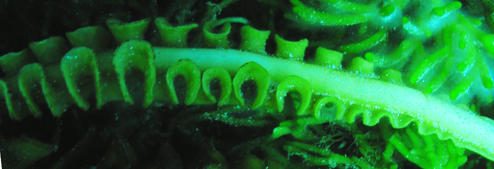 Fotografia Stephen Johnson, Imagenes Quilimbai: EL UNDARIA, invasora ...