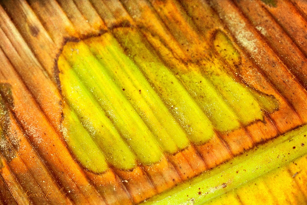 Photo-per-Diem-A Photography Blog: The Coastal Chapter of the Georgia ...