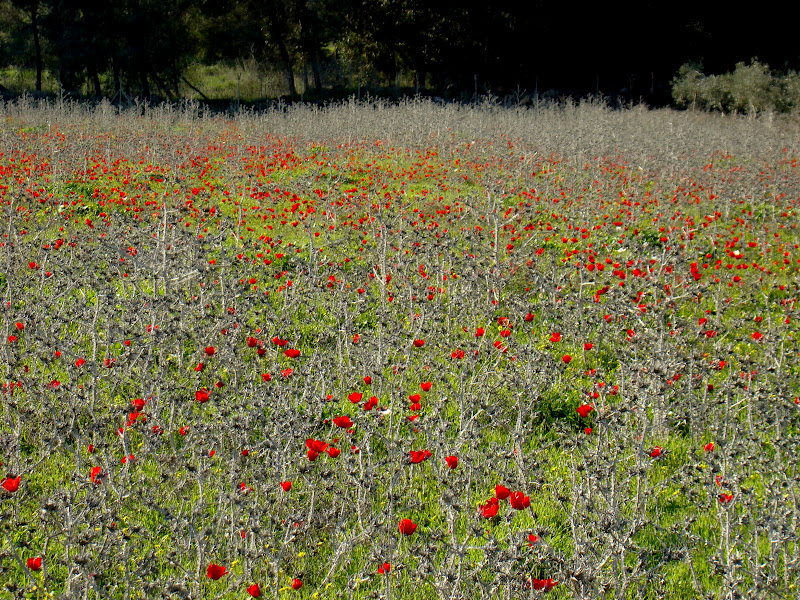 PazzaPazza: KALANIT - ISRAEL'S MOST BELOVED FLOWER