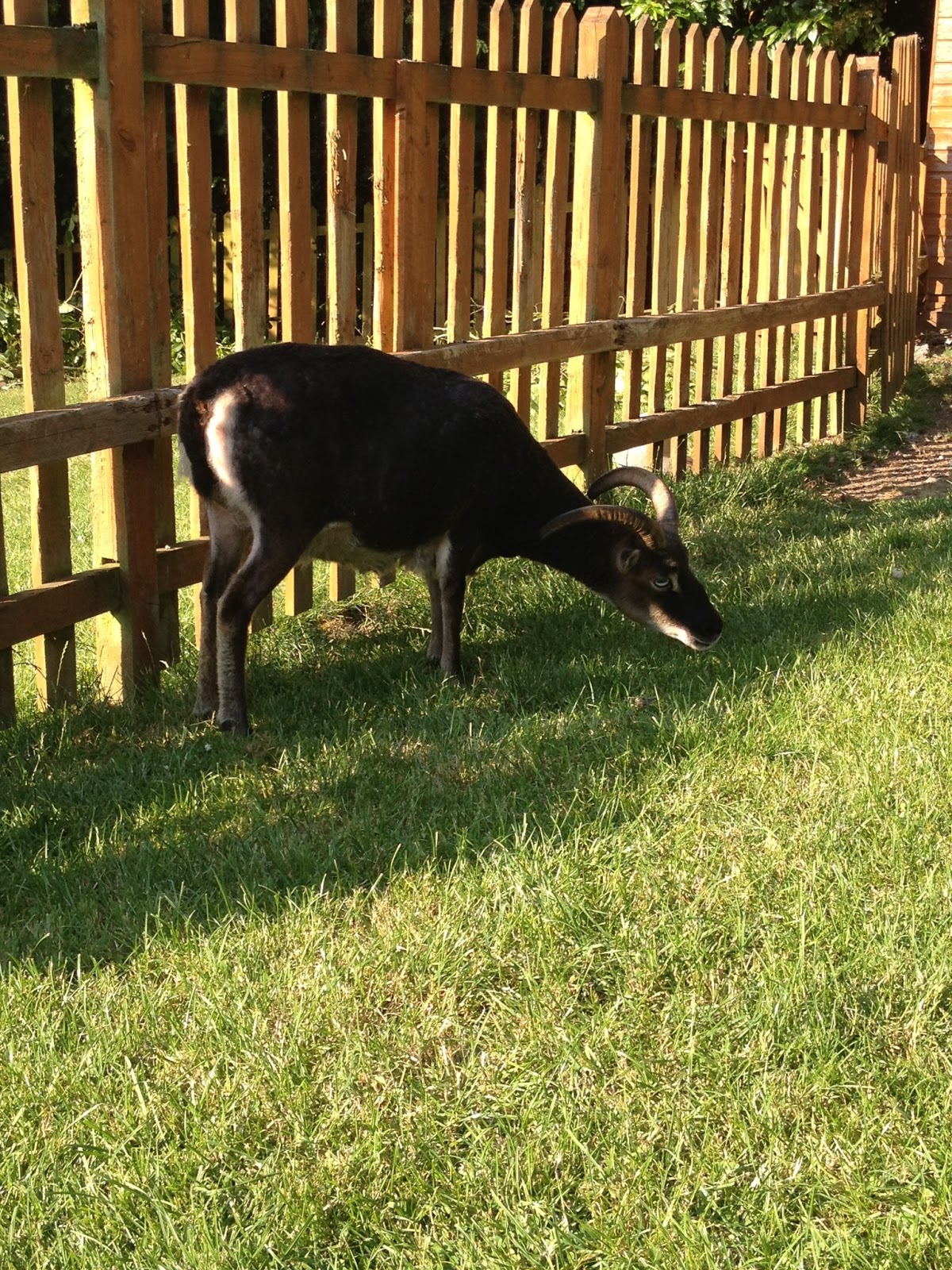 Crocheting at Timaru: Sheep Shearing in the Wop Wops
