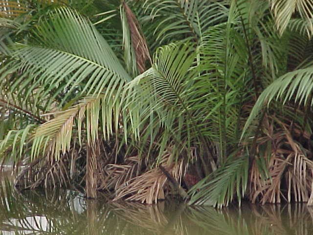 INFO KRAF: KAJIAN BAHAN DAUN NIPAH UNTUK PRODUK KRAF SABAH