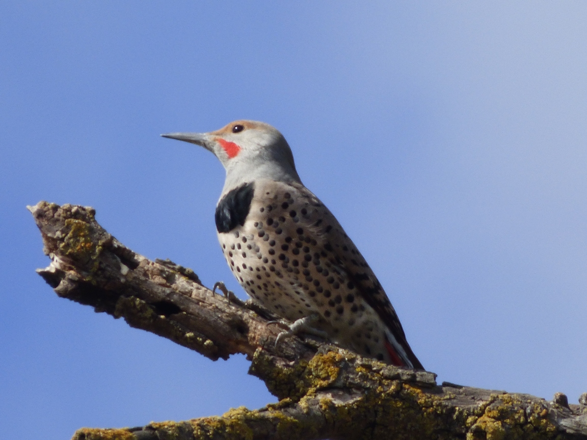 Geotripper's California Birds: Northern Flicker on the Tuolumne River ...