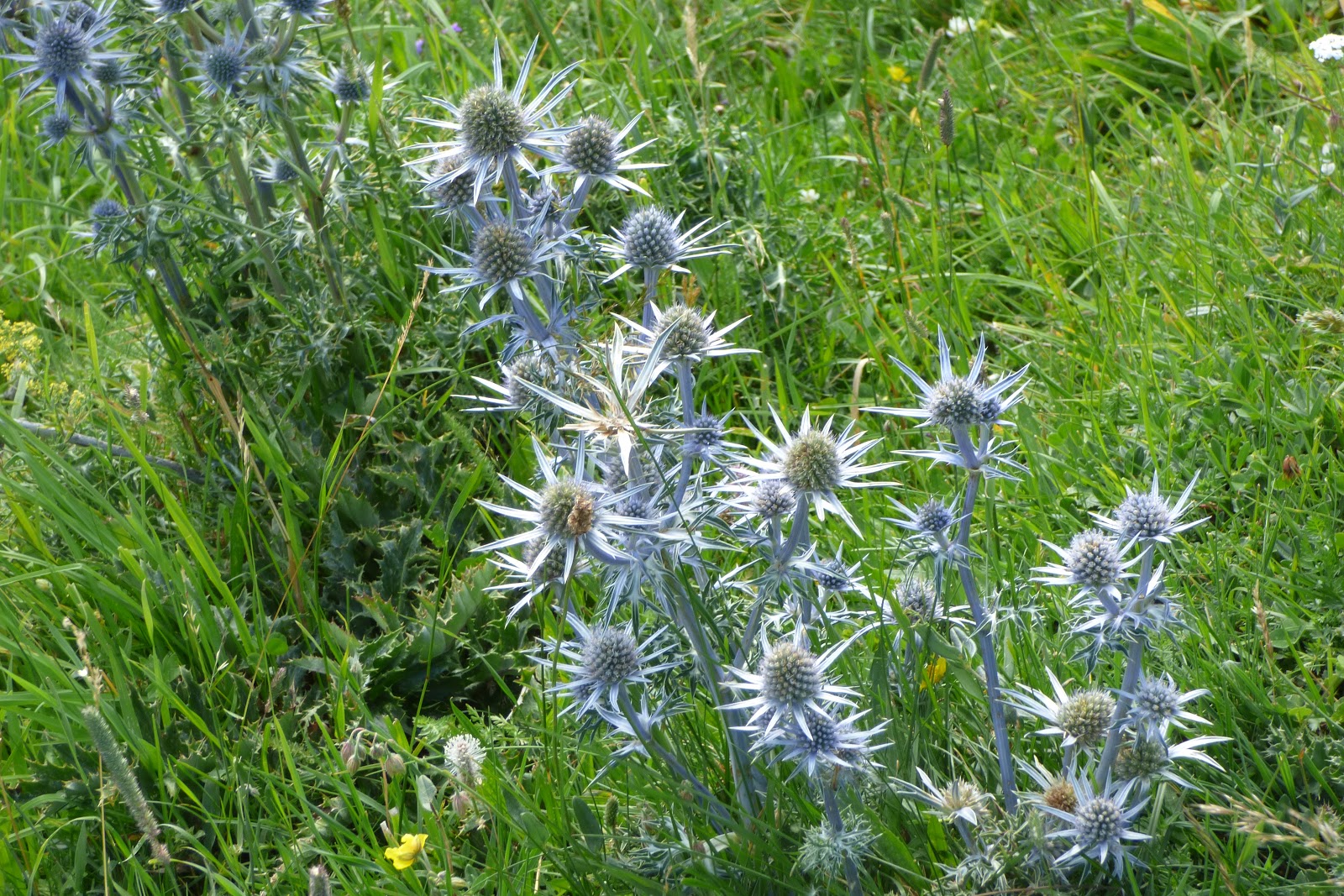 ESPAI DE GALIONAR: Panical blau