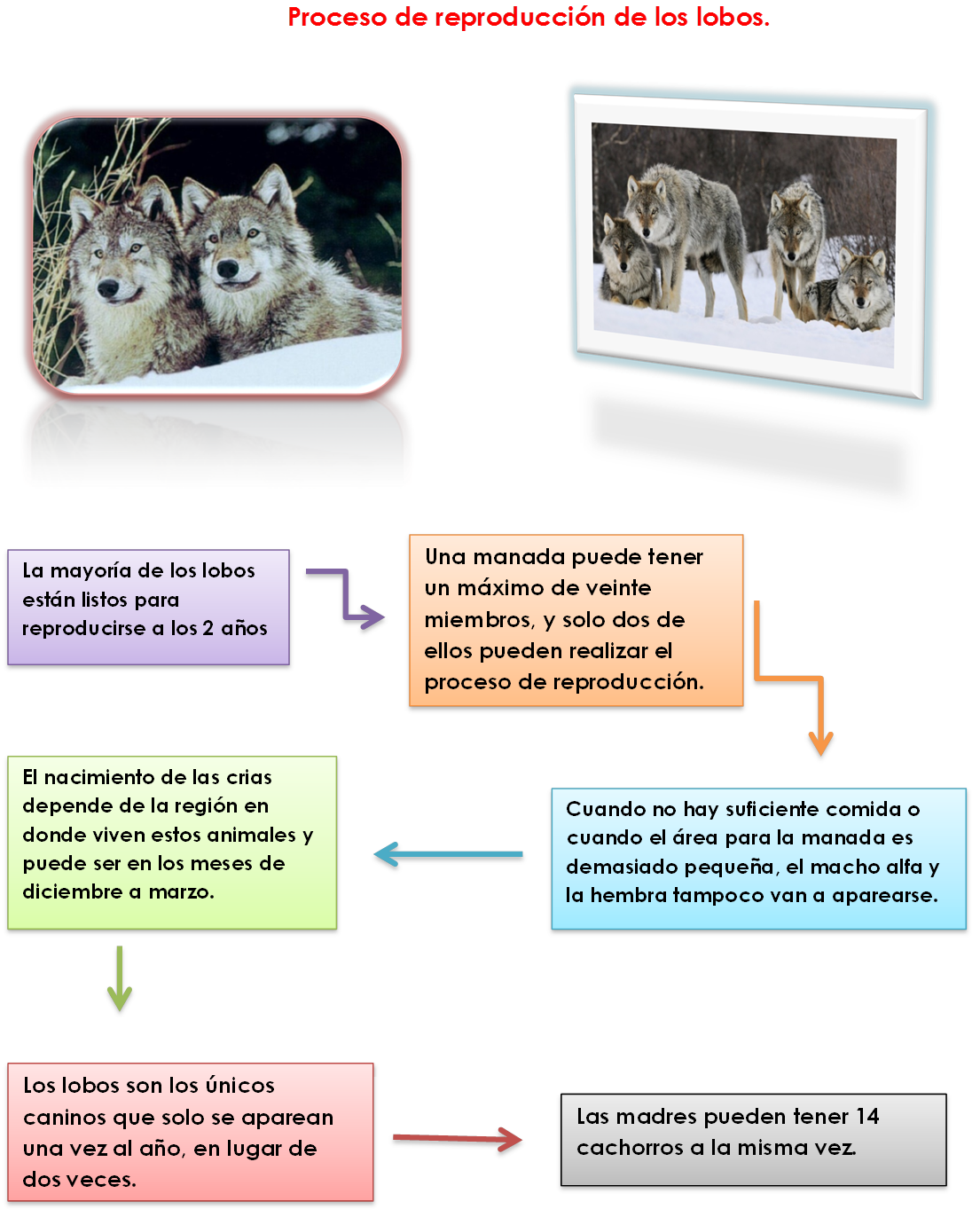 Proceso de Reproduccion del Lobo: Proceso de Reproduccion