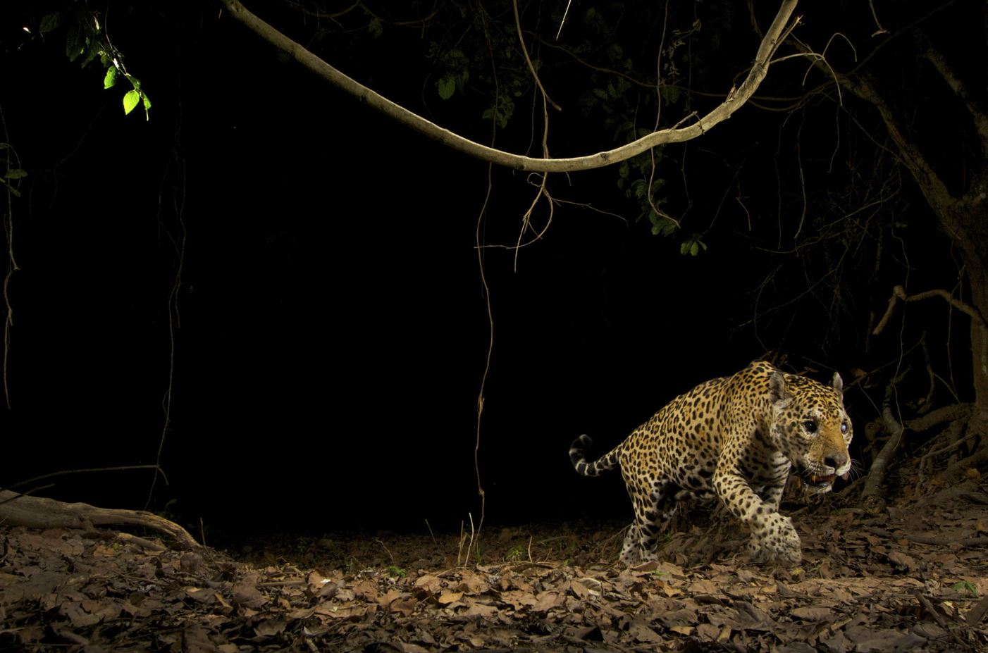 EL ANIMAL INVISIBLE: De George Shiras a Steve Winter. Sobre la ...