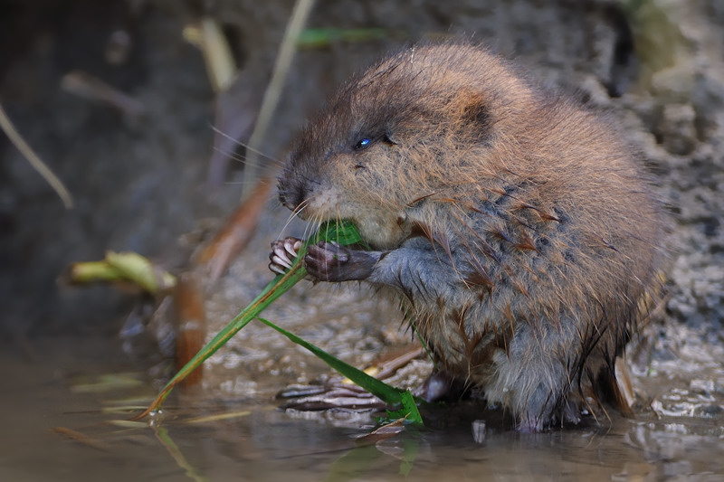 MYSLIVOST: Ondatra pižmová - Ondatra zibethicus....mládě.